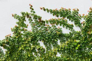 Creeping Fig Care Propagation And Toxicity Plantura