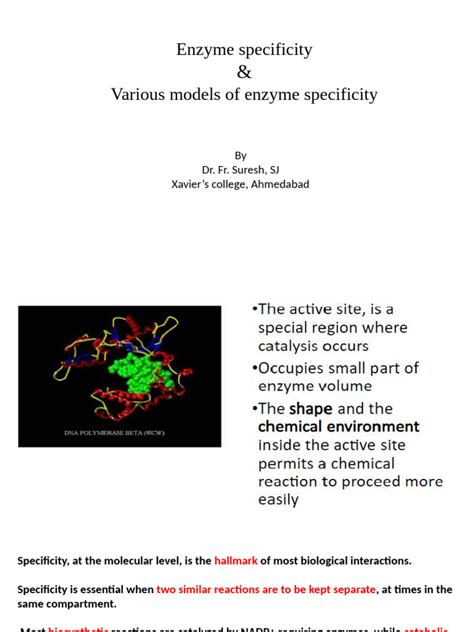 Specificity Of Enzymes And Models Pdf