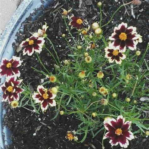 Coreopsis Ruby Frost Tickseed Ruby Frost In GardenTags Plant Encyclopedia