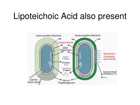 Ppt Gram Positive Pathogens Powerpoint Presentation Free Download