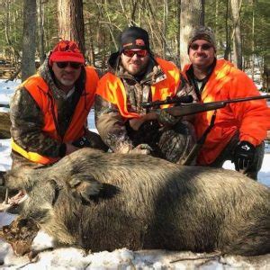 Wild Boar Hunts And Hog Hunting Trips In Pennsylvania Tioga Boar Hunting
