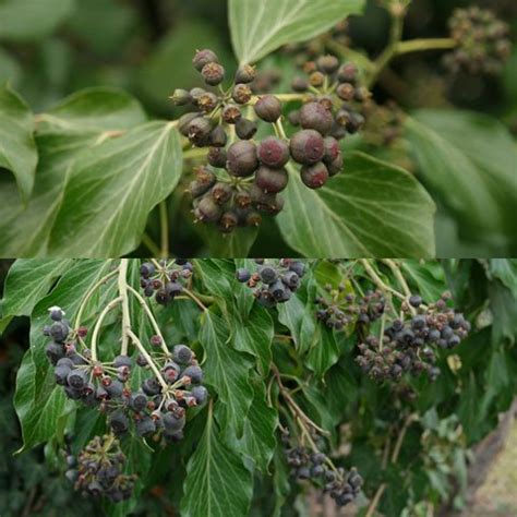Berries Plant Identification