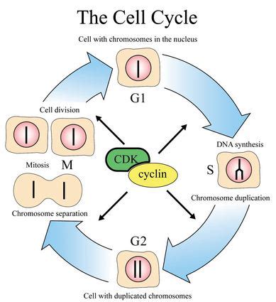 Cell Division Cycle Genetic Engineering Info