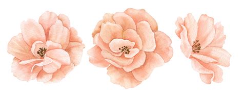 수채화 손으로 그린 장미는 파스텔 핑크복숭아 색상입니다 고립된 배경에 섬세한 꽃 그리기 인사말 카드 또는 청첩장에 대 한 꽃 그림입니다 식물 스케치 0명에 대한 스톡 벡터