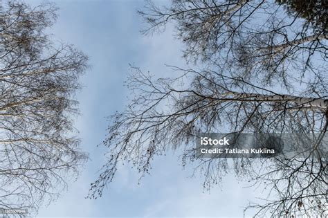가을에 숲의 푸른 하늘 배경에 단풍이없는 흰색 자작 나무 그룹의 수평 사진 0명에 대한 스톡 사진 및 기타 이미지 0명