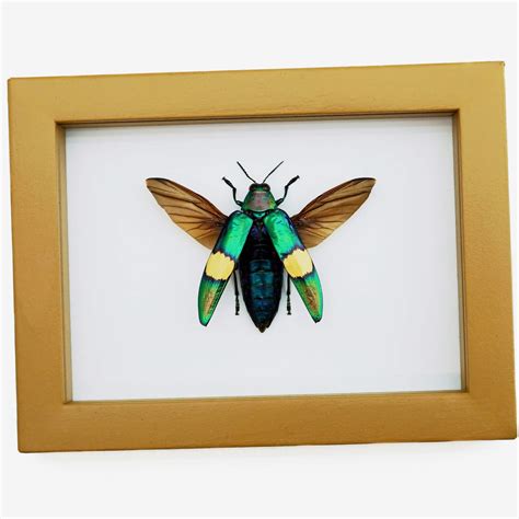 Chrysochroa Saundersii Flying Metallic Jewel Beetle Framed