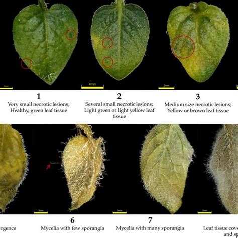 Analysis Of Genetic Diversity And Population Structure Using Ssr