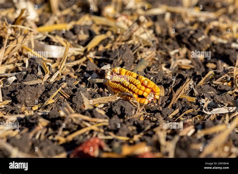 Chisel Plowed Corn Farm Field After Fall Tillage Soil Erosion