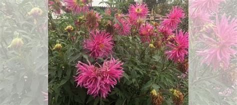 Георгины бесплатно купить в Омске | Товары для дома и дачи | Авито