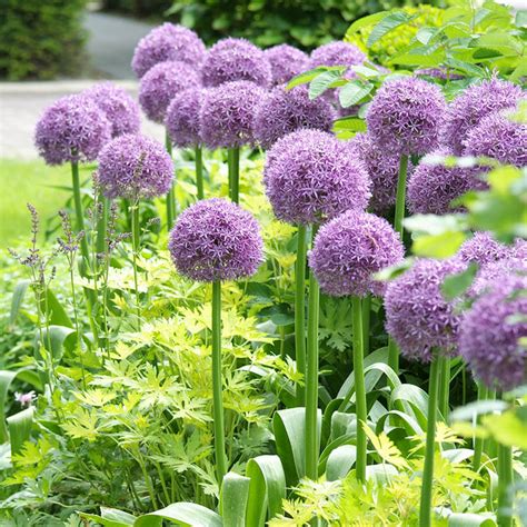 16 Best Allium Varieties To Enhance Your Garden Look