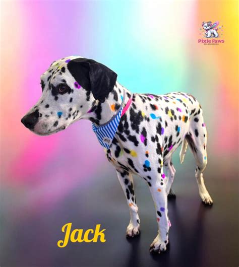 Pixie Paws Dog Grooming