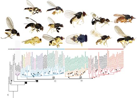 Unravelling The Evolutionary History Of Grass Flies Diptera