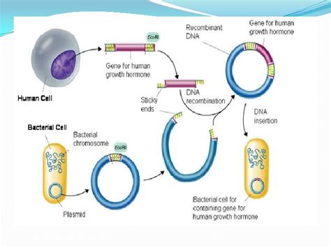 Recombinant Dna And Selection Of Recombinants Gist Preparation