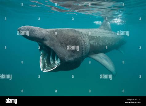 Basking Shark Eating Plankton