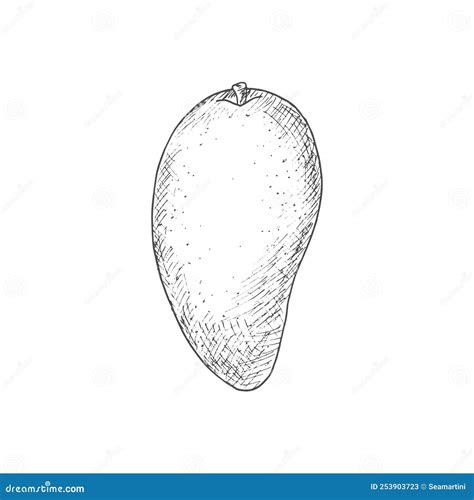 Mango Tropical Fruit Isolated Sketch Stock Vector Illustration Of