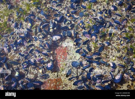 A Look At Life In New Zealand Abundant Seafood Edible Seaweeds And
