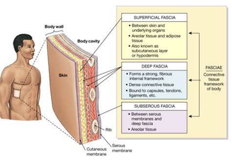 Chpt 4 3 Flashcards Quizlet