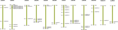 Chromosomal Localizations Of Expansin Genes On Watermelon Chromosomes