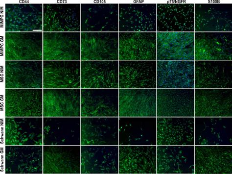 Expression Of Neurological And Mesenchymal Cell Markers In Mimpcs And