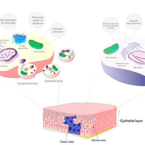 The Difference Between Apoptosis In Normal And Tumor Cells A Download Scientific Diagram