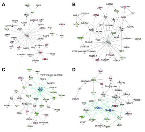 Ipa Network Analysis Of The Nkx3 1 Transcriptional Program A Tnfα