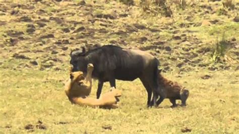 A Wildebeest Getting Choked Out By A Lioness While A Spotted Hyena Eats