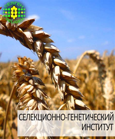 Купить семена Пшеница озимая МУДРОСТЬ ОДЕССКАЯ, Украина - Компания ФОРСАГРО