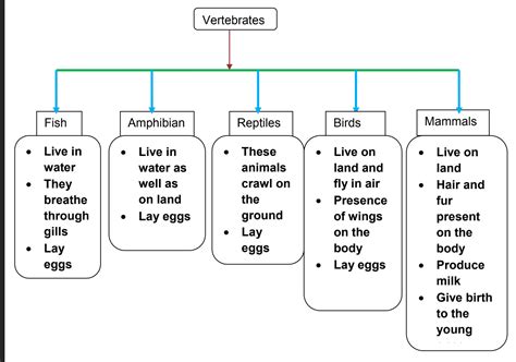 Evs Grade 4 Animal Classification