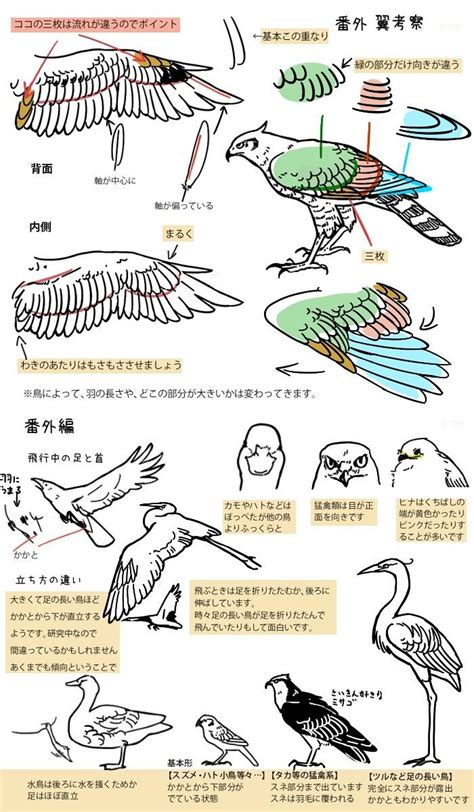 Deciphered The Illusion Trading Magic For Fact Bird Drawings Cartoon