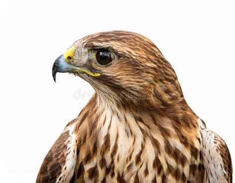 A Majestic Hawk With A Piercing Gaze Showcasing Its Intricate Feather