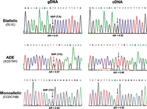 Experimental Validation Of Allelic Differential Expression Ade Using Download Scientific