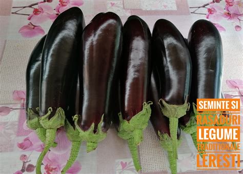 Vinete Negre
