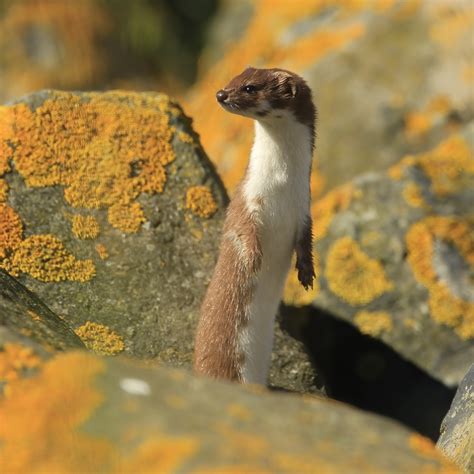 Vroege Vogels Foto Zoogdieren Wezel Ii
