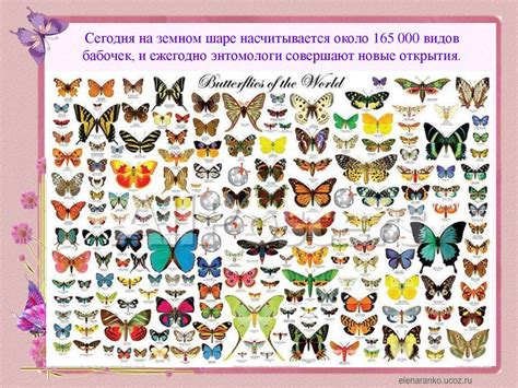 Удивительный мир бабочек - презентация онлайн