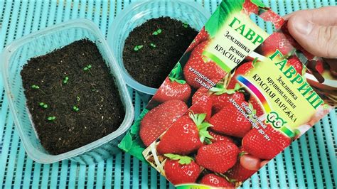 Посев земляники семенами легко и просто Всхожесть семян и уход за рассадой Youtube