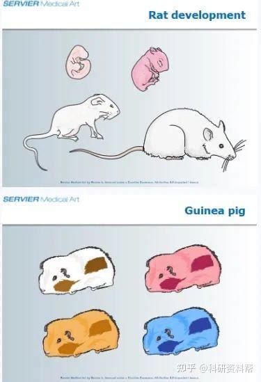 科研绘图ppt素材合集，1分钟即可绘制符合sci论文要求的高质量顶级配图 知乎