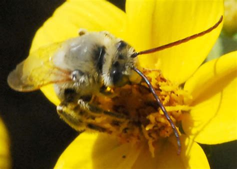 Long Horned Bee Tribe Eucerini