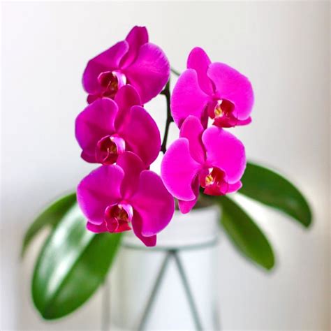 Phalaenopsis Orchid Archives Plantzone