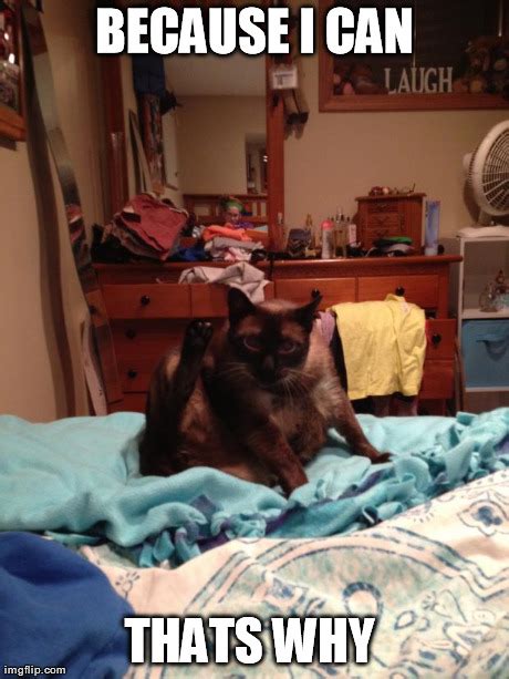 Image Tagged In Sex Kitteh Imgflip