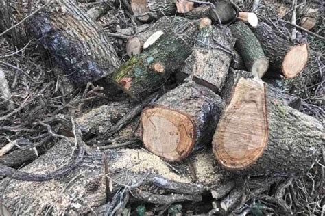 კახეთის რეგიონში ხე ტყის უკანონო მოპოვების 23 ფაქტი გამოავლინეს Kvira Ge