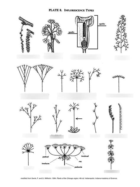 Flower Morphology Inflorescence Types Diagram Quizlet