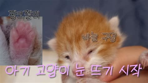 아기 고양이 눈 뜨기 시작했어요│까망베르 이야기 4 Youtube