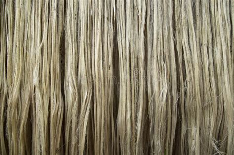 Close Up Shot Of Raw Jute Fiber Hanging Under The Sunlight For Drying