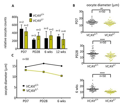 Quantitative Analyses Of Oocyte Phenotypes Following Kit Inactivation