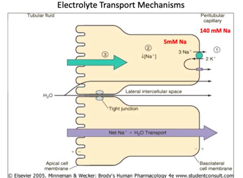 Diuretics Flashcards Quizlet