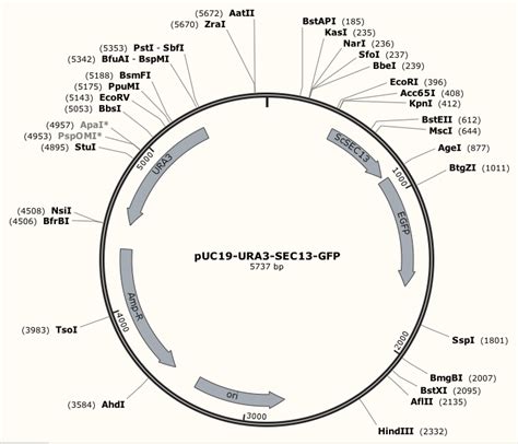 8 Puc19 Vector Map Images Puc18 Vector Map Plasmid Dna Restriction Map And Plasmid Vector Map