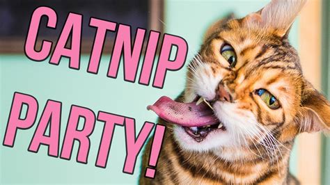 cats on catnip party youtube