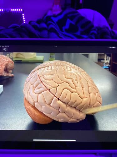 Practical 2 Special Sensesendocrine Flashcards Quizlet