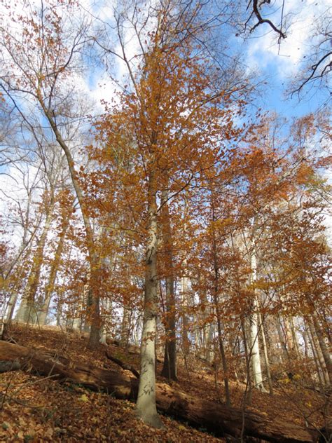 22 Most Common Trees In North Carolina ProGardenTips