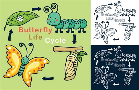 Vector Cartoon Of Funny Butterfly Life Cycle Illustration 23716278